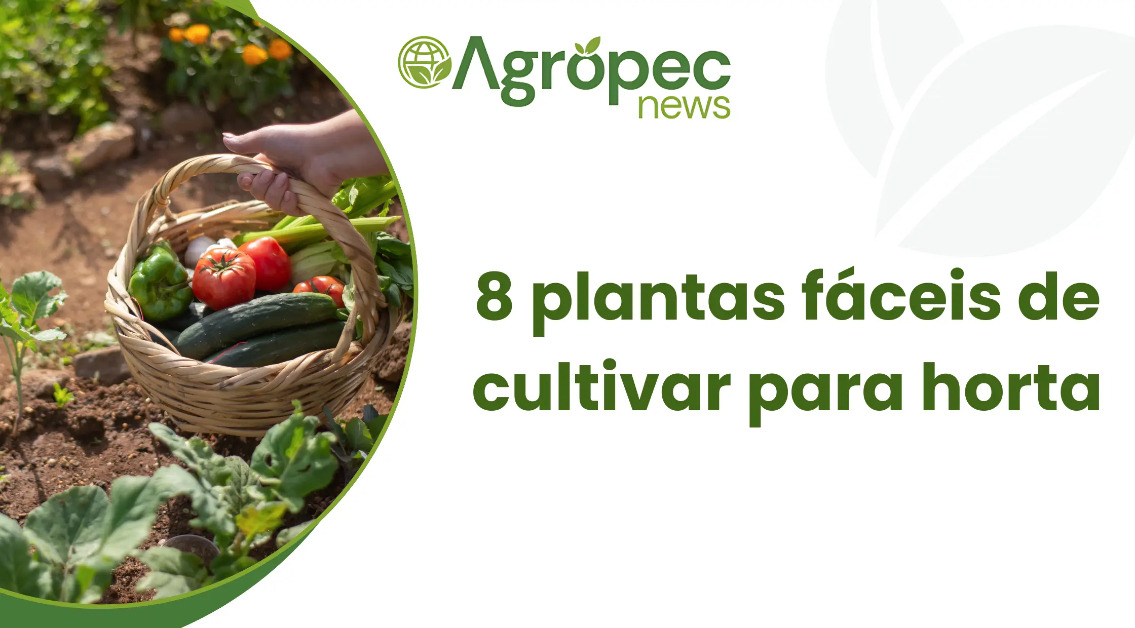 8 plantas fáceis de cultivar para horta