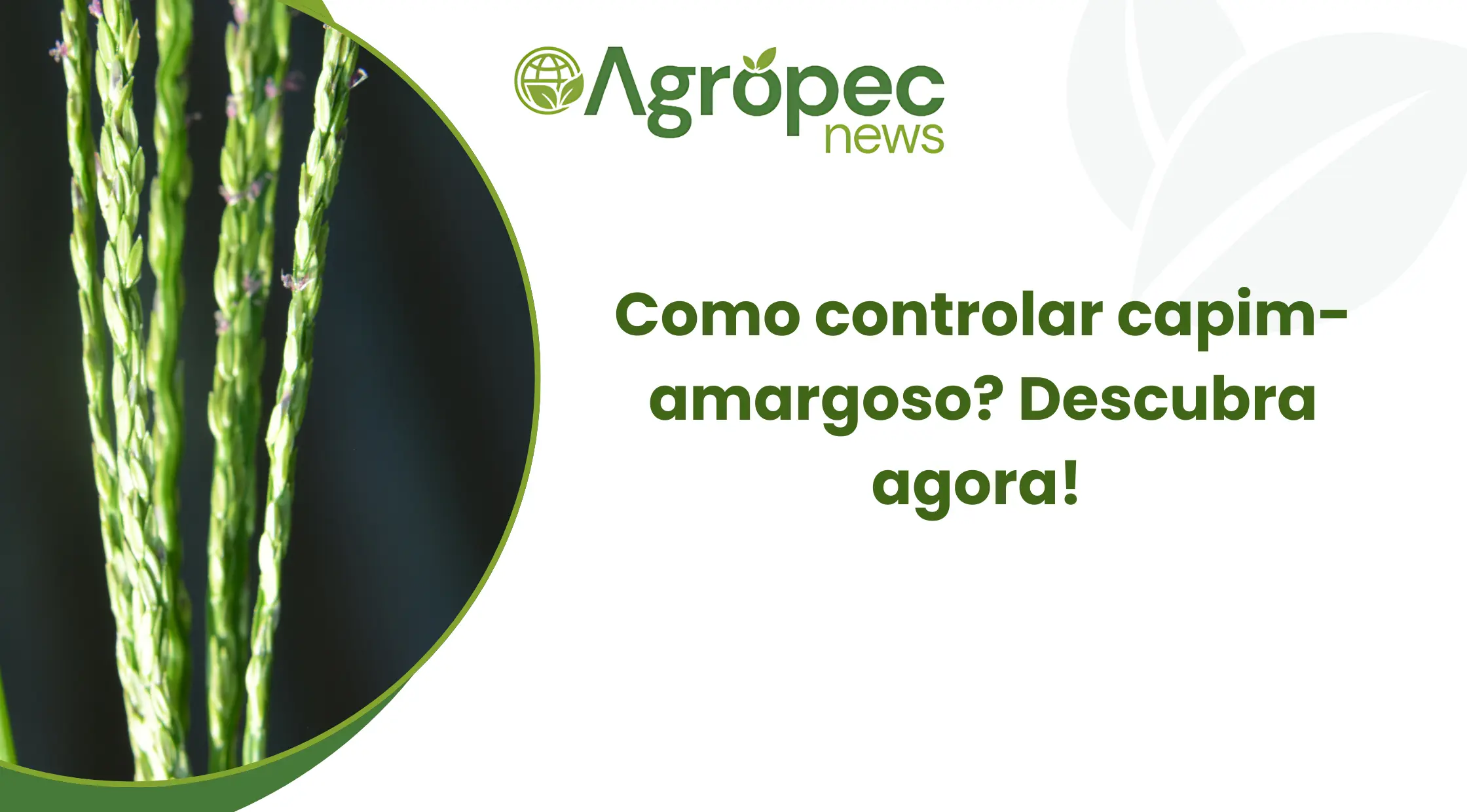 Como controlar capim-amargoso? Descubra agora!