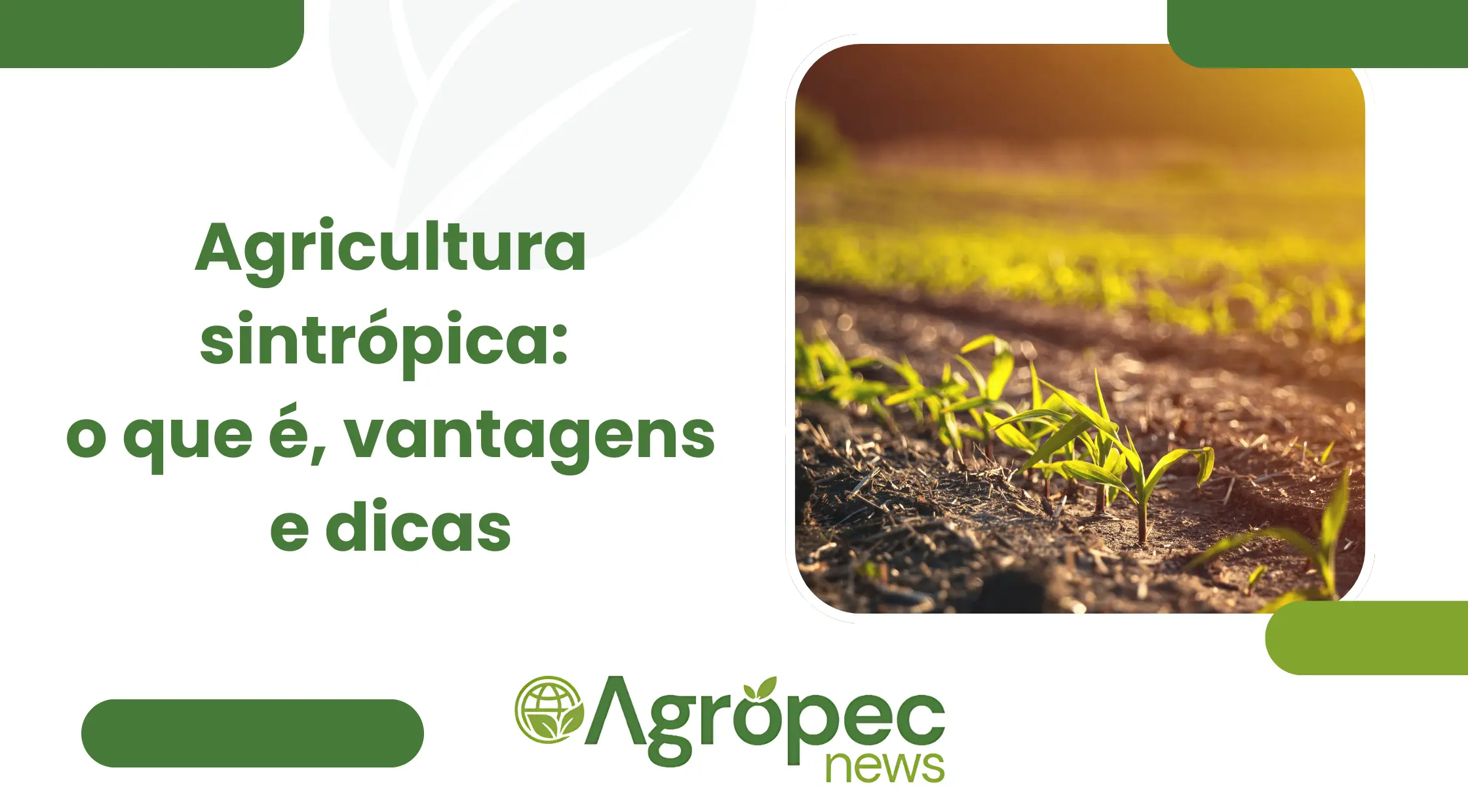 Agricultura sintrópica: o que é, vantagens e dicas | AgropecNews