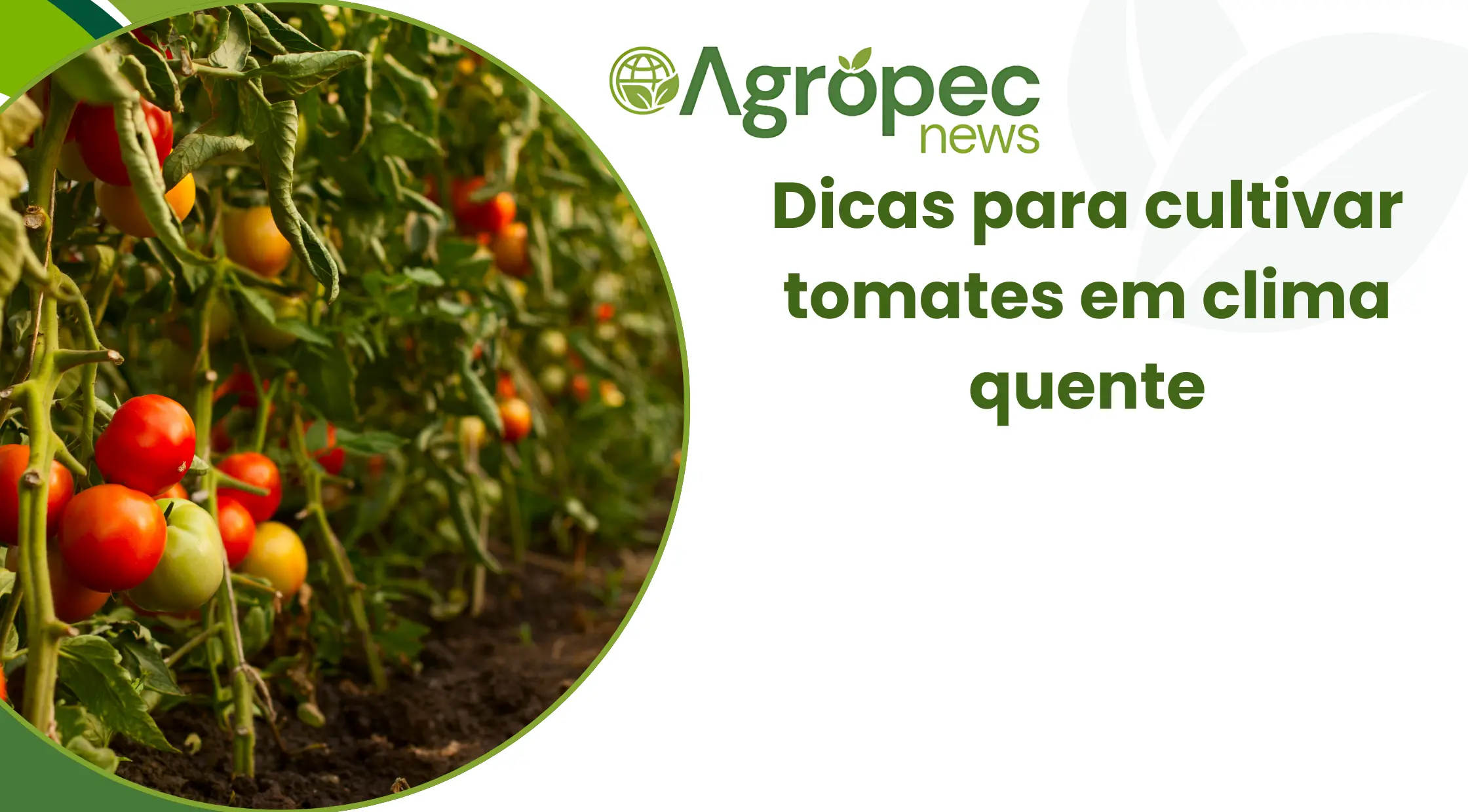 Dicas para cultivar tomates em clima quente