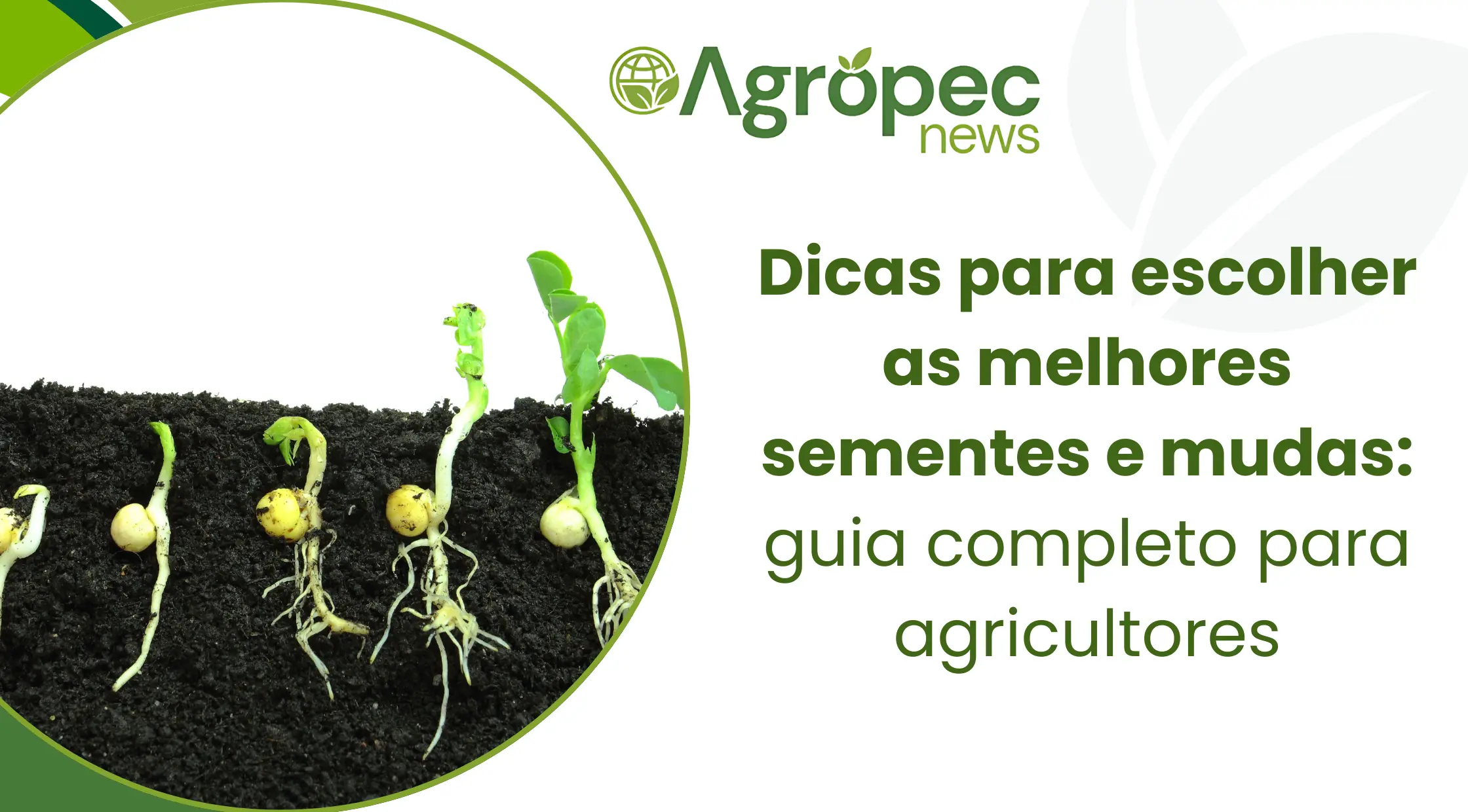 Dicas para escolher as melhores sementes e mudas: guia completo para ...