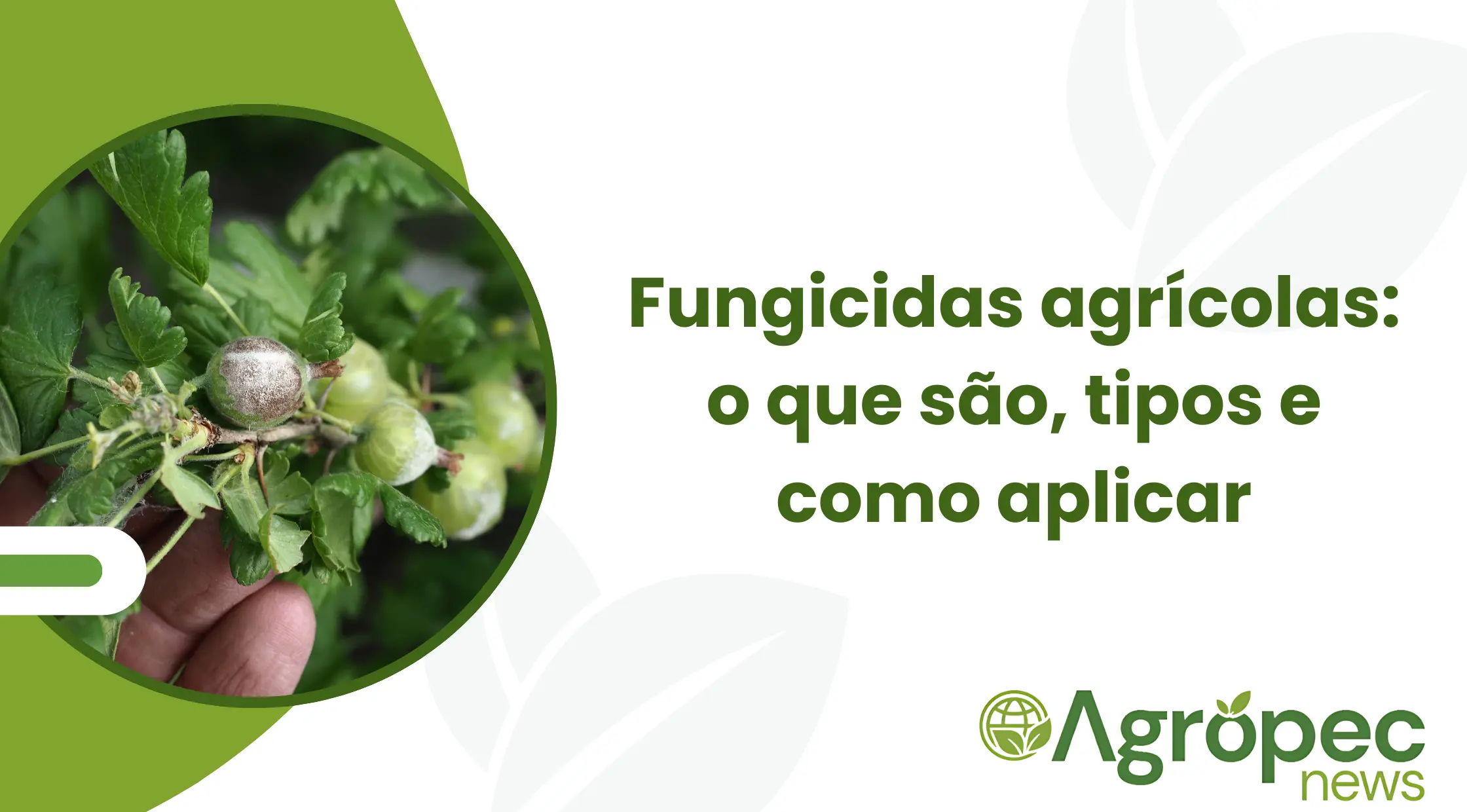 Fungicidas agrícolas: o que são, tipos e como aplicar