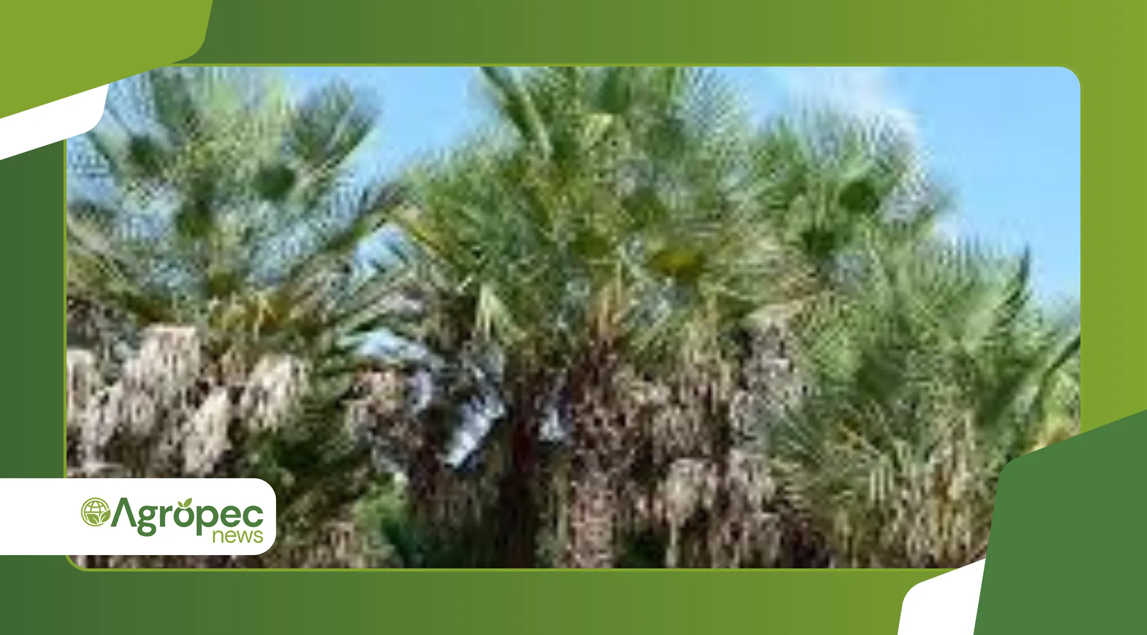 A Carandá no Paisagismo Sustentável: A Elegância da Resiliência